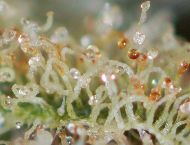 Tricomas: o que são e para que servem? | Blog Da Mata