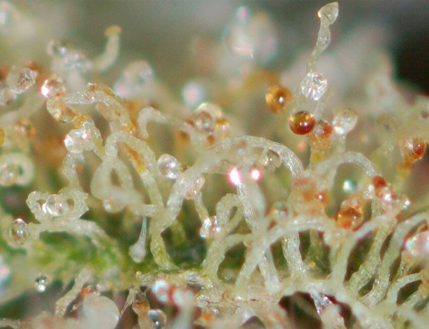 Tricomas: o que são e para que servem? | Blog Da Mata