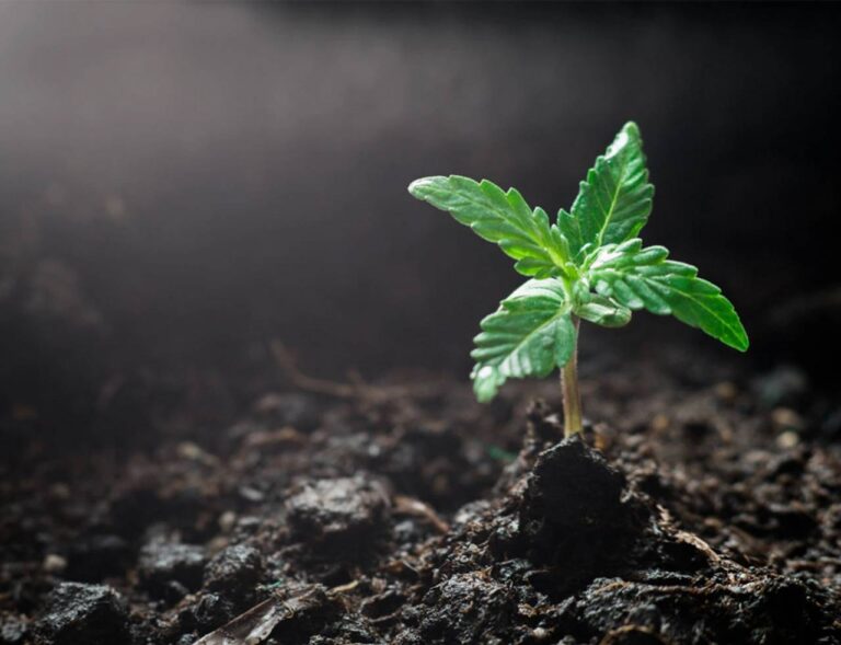 Como plantar maconha? Dicas para cultivo indoor e outdoor