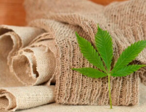 Flor da maconha: características + comparação com cânhamo