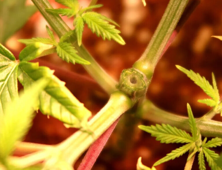 Topping: saiba como e a hora certa de podar sua cannabis
